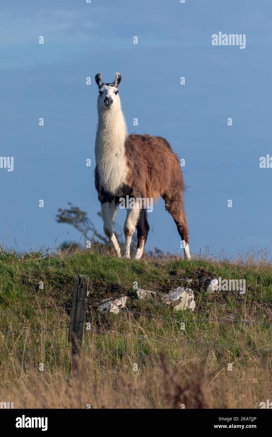 European llama hi-res stock photography and images - Alamy