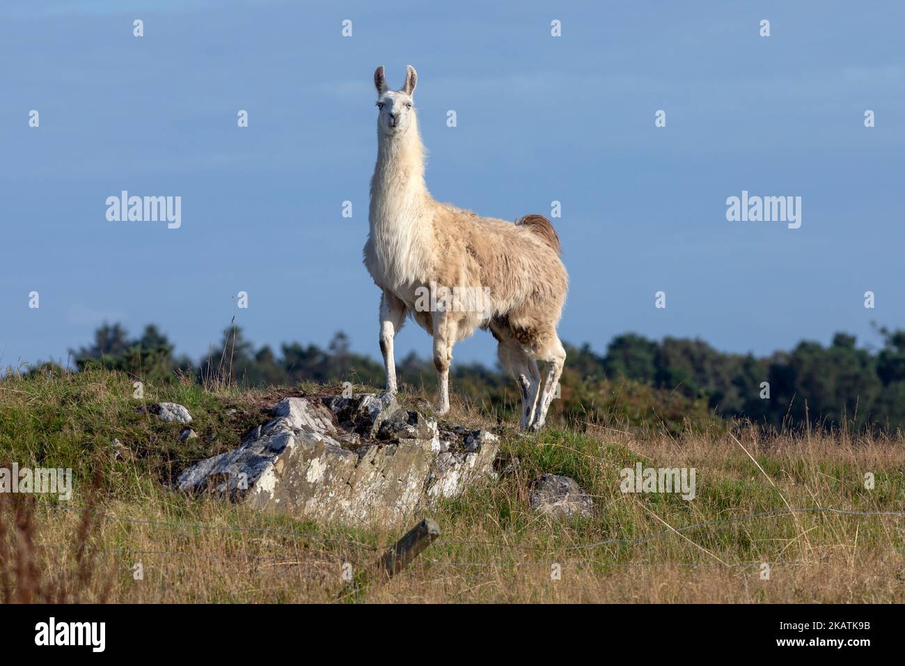 European llama hi-res stock photography and images - Alamy