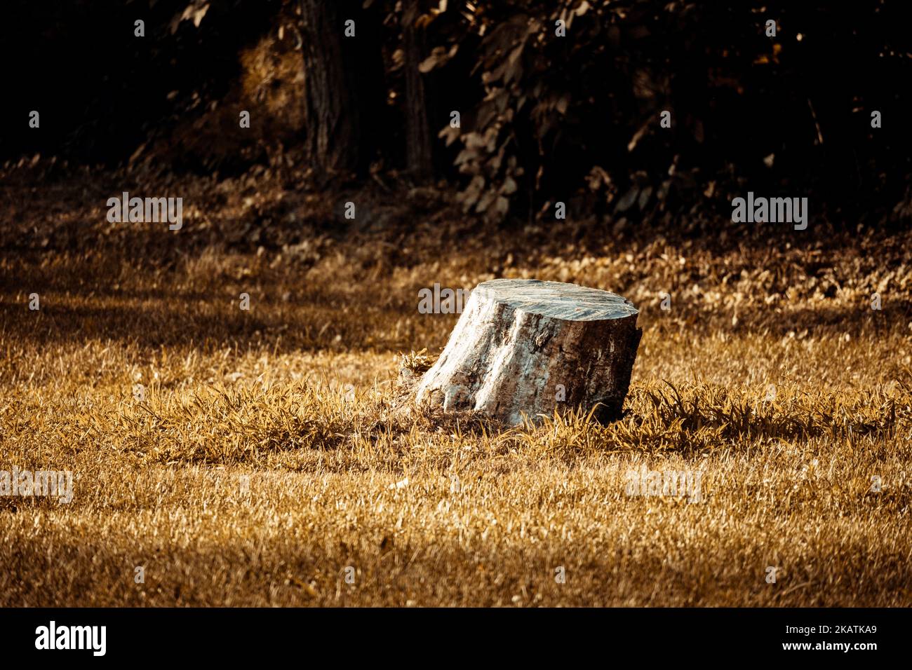 A cut tree stump captured surrounded by golden grass Stock Photo - Alamy