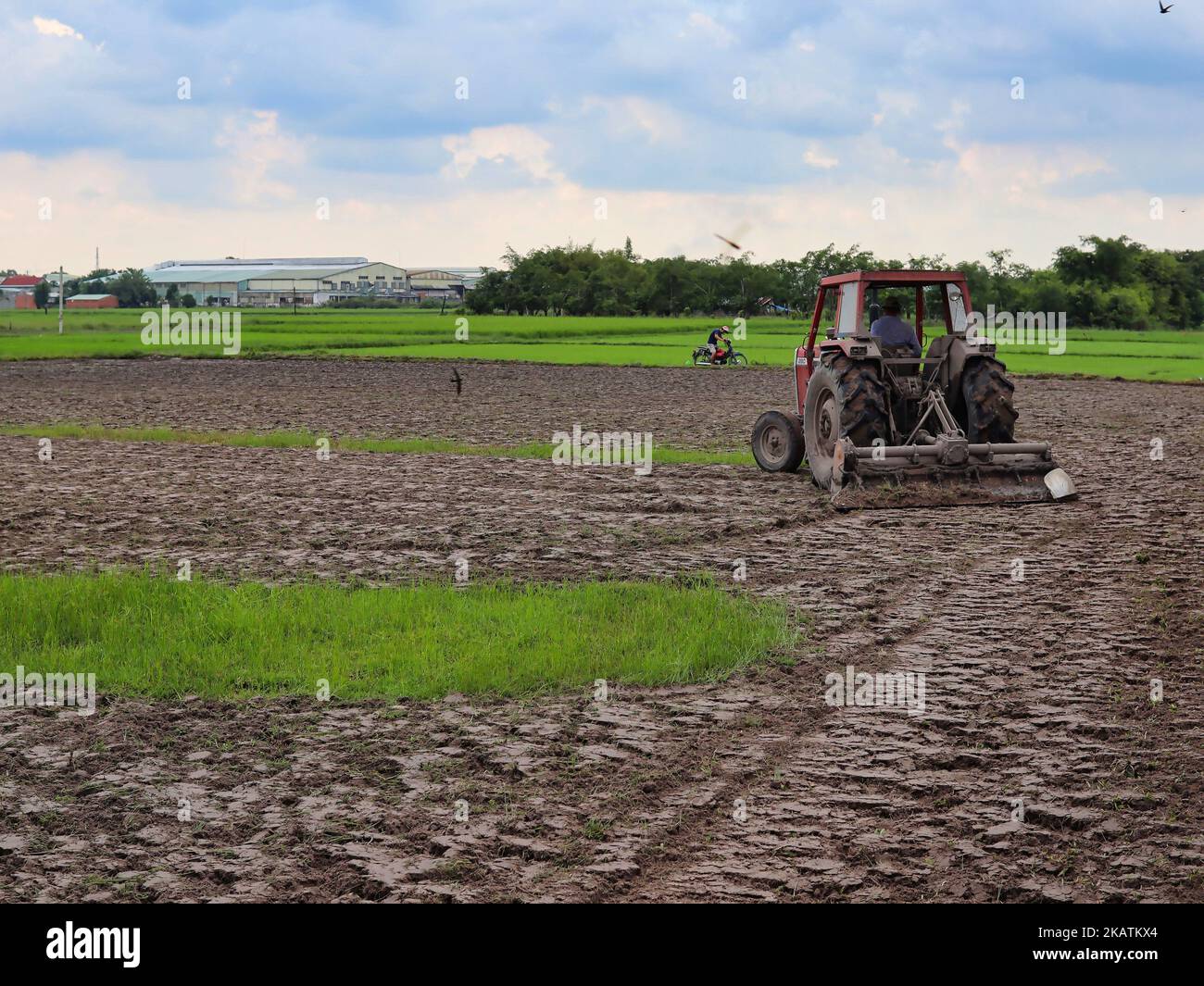 rice field preparation with a tractor blue sky building vietnam Stock ...