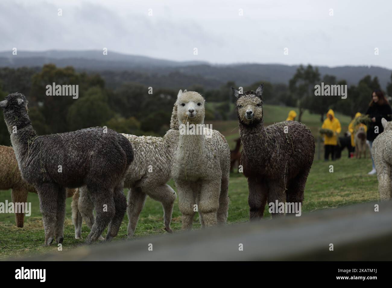 A herd of cute alpacas at a farm in Melbourne, Australia Stock Photo ...