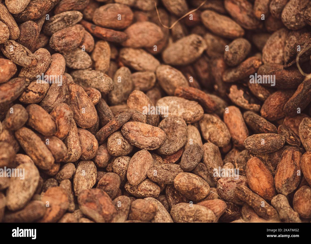 Roasted beans or seeds of Theobroma cacao or cocoa in a jute sack ...