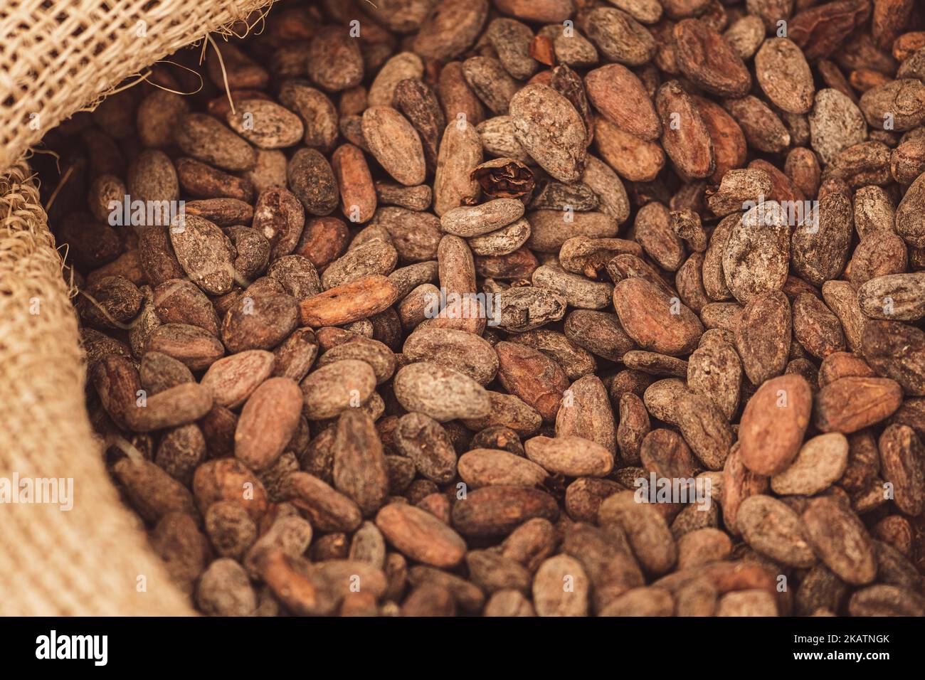 Roasted beans or seeds of Theobroma cacao or cocoa in a jute sack ...