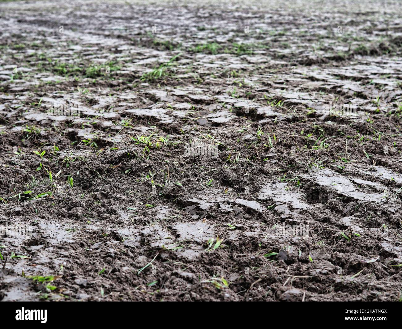 rice paddy brown soil Stock Photo - Alamy