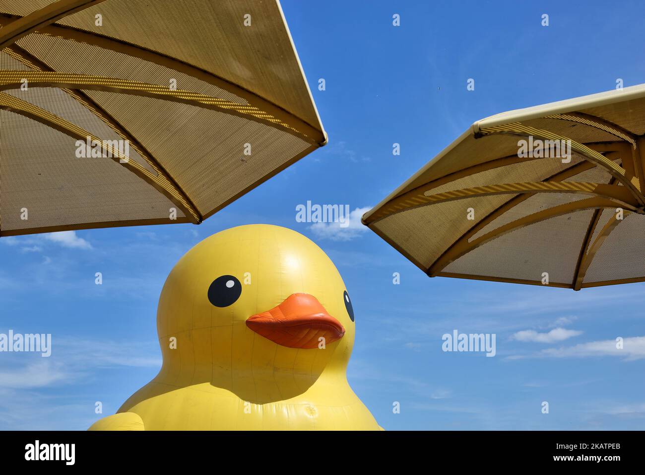 Worlds largest rubber duck hi-res stock photography and images - Alamy