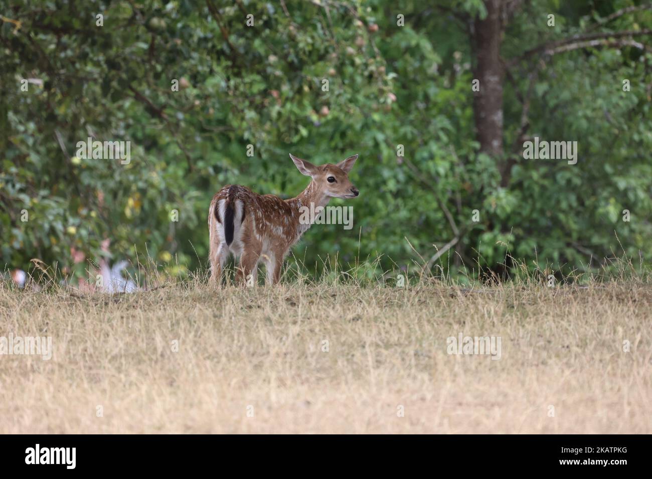 Little deer edge forest hi-res stock photography and images - Alamy