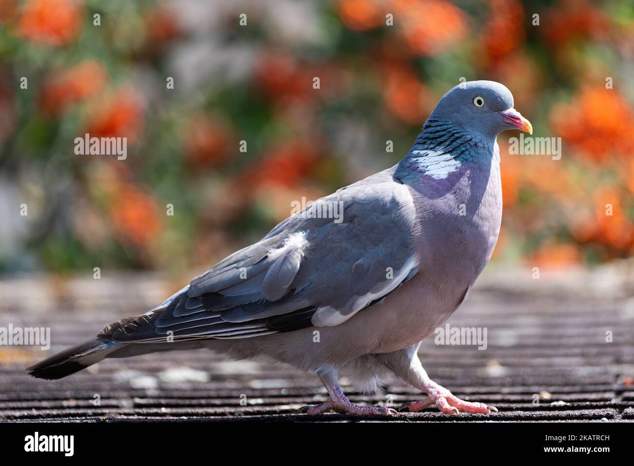 A closeup of common woodpigeon on the blurred background (Columba ...