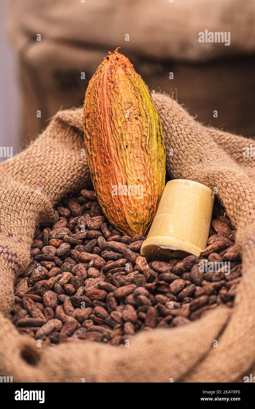 Roasted beans or seeds of Theobroma cacao or cocoa in a jute sack with ...