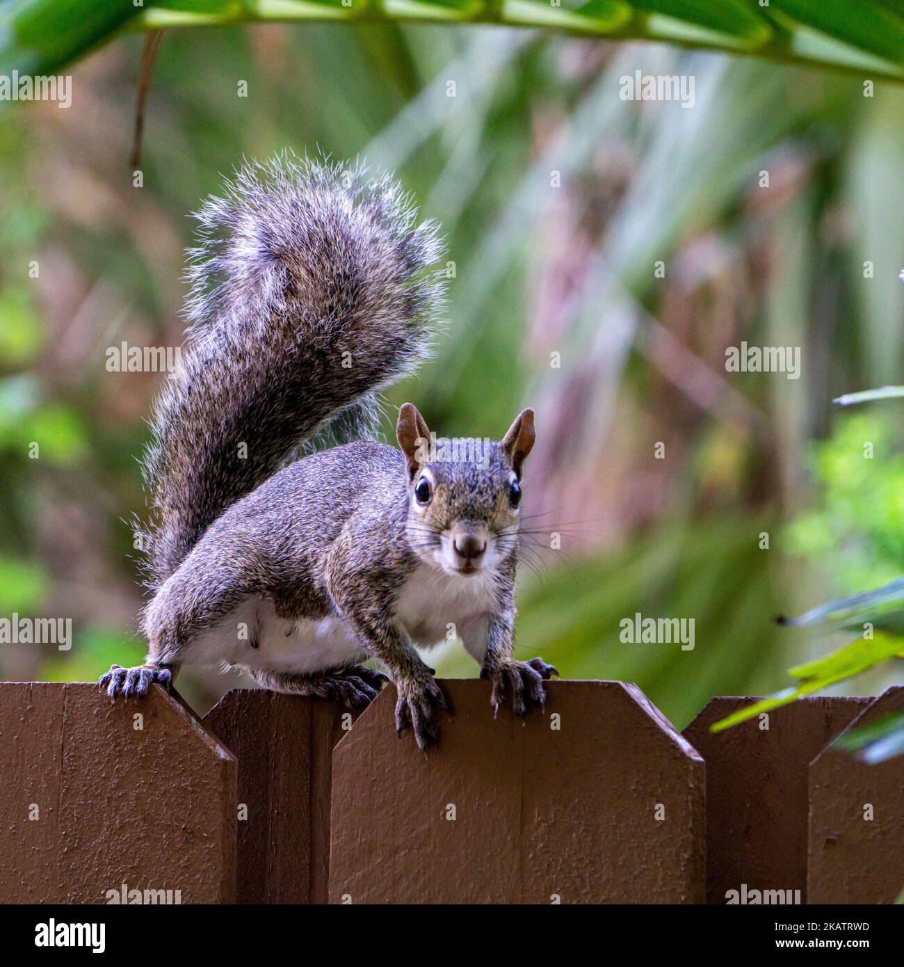 Eastern Gray Squirrel (Sciurus carolinensis) standing on a backyard ...