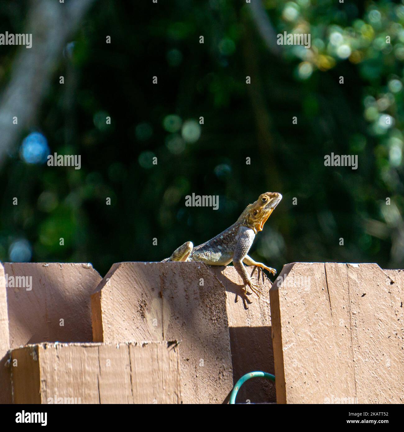 Red headed rock agama agama lizard hi-res stock photography and images ...