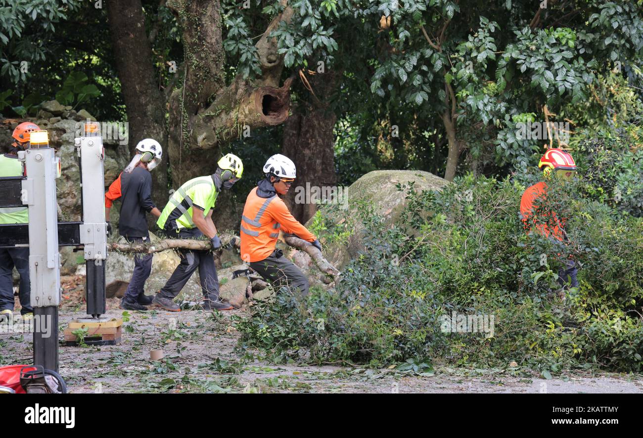 Tree Management Officers are sawing down the high-risk trees at Ng Tung Chai village in Tai Po ...