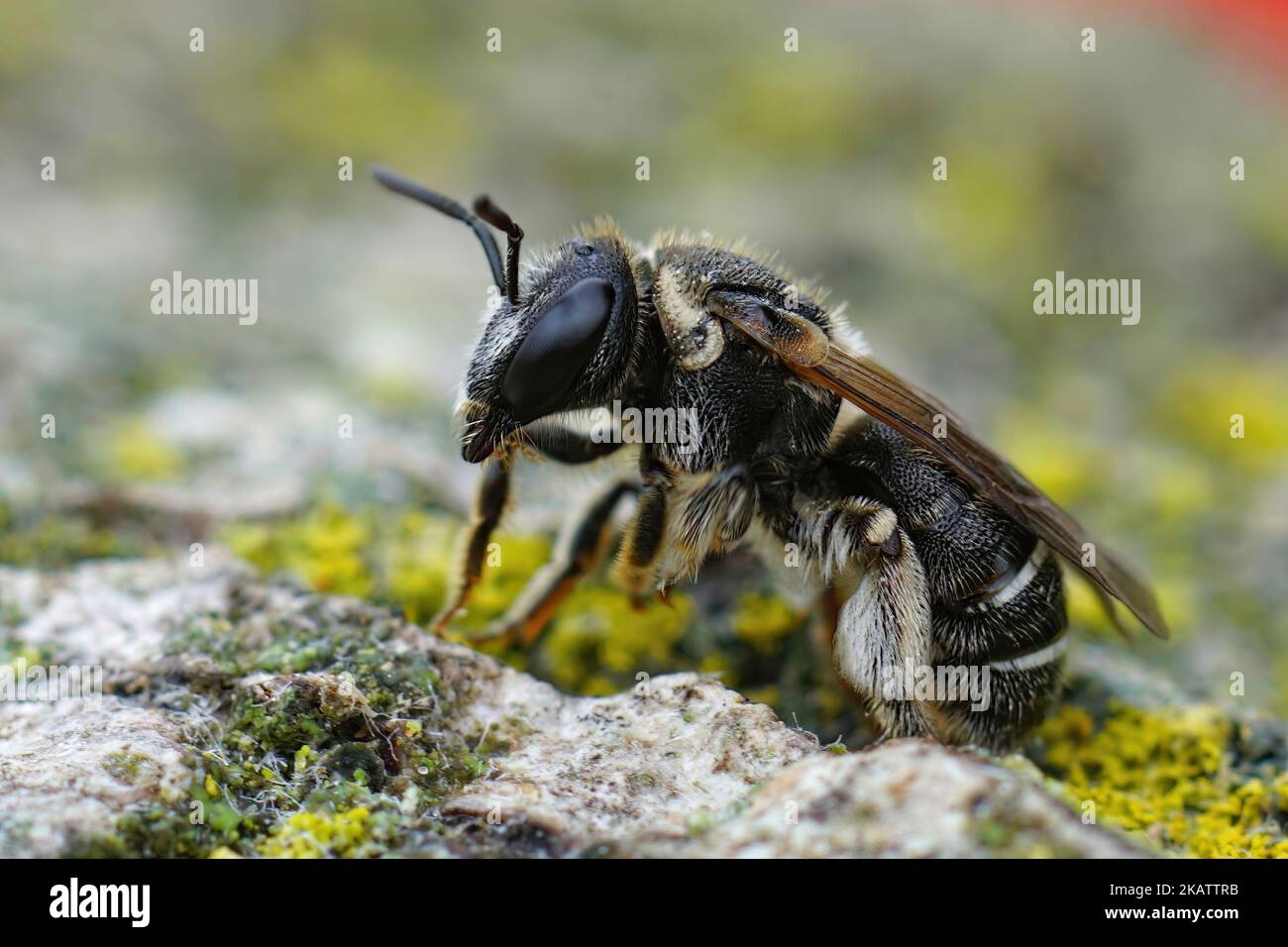 Detailed closeup on a Mediterranean female Common epualette-nomia ...