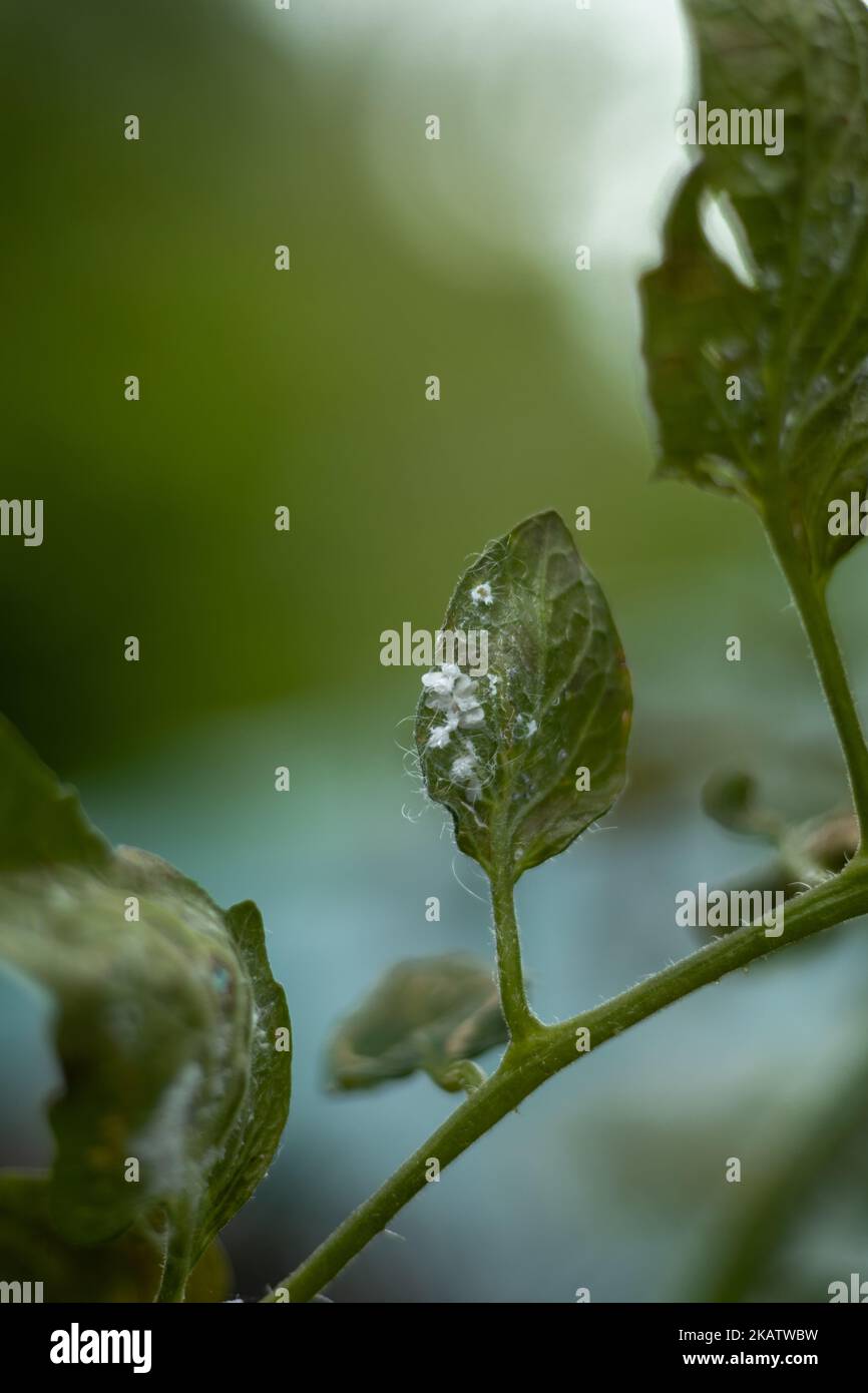 white fly attack on tomato leaves in a plantation Stock Photo - Alamy