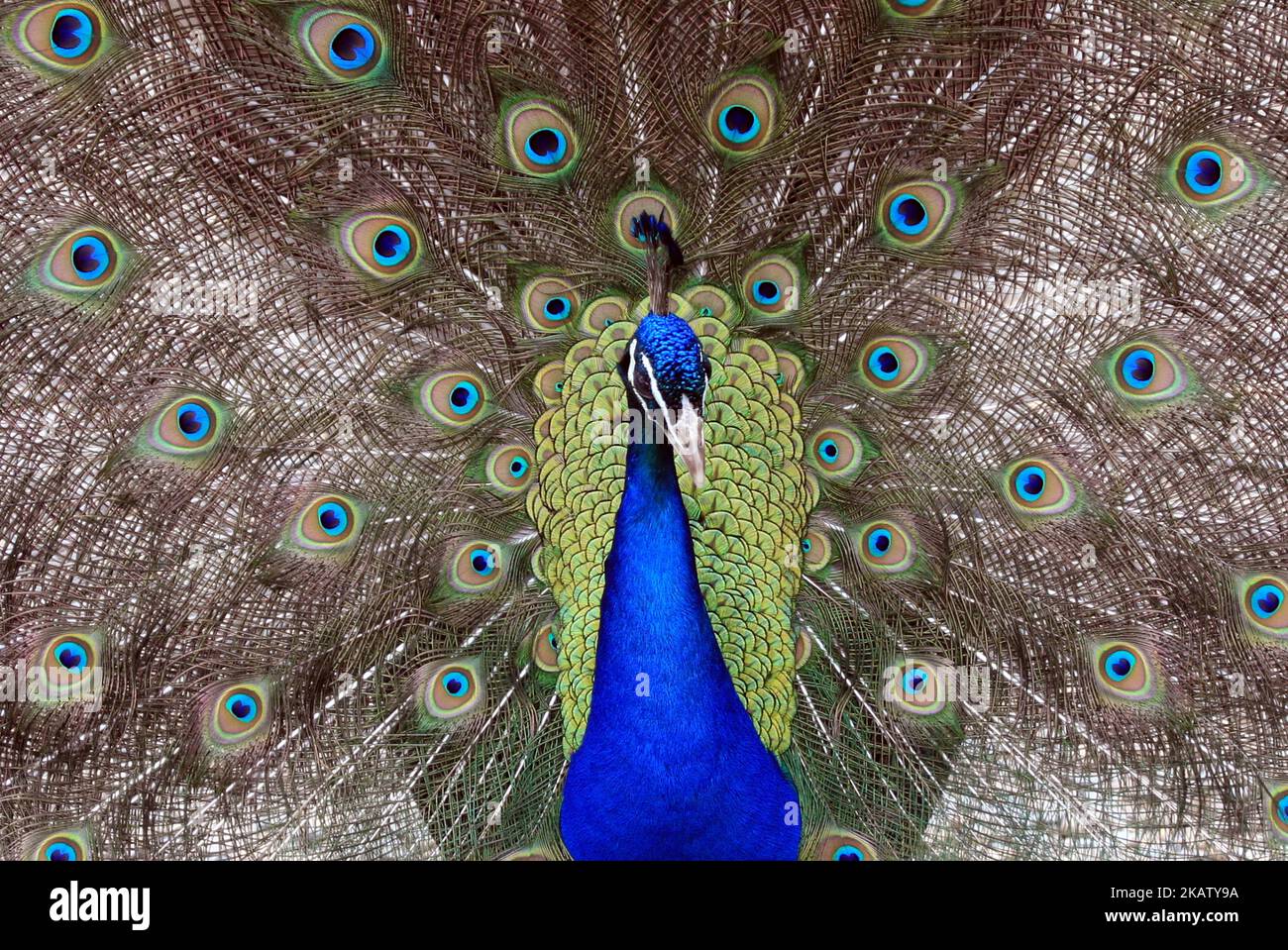 A closeup shot of a beautiful peacock with an open tail Stock Photo - Alamy