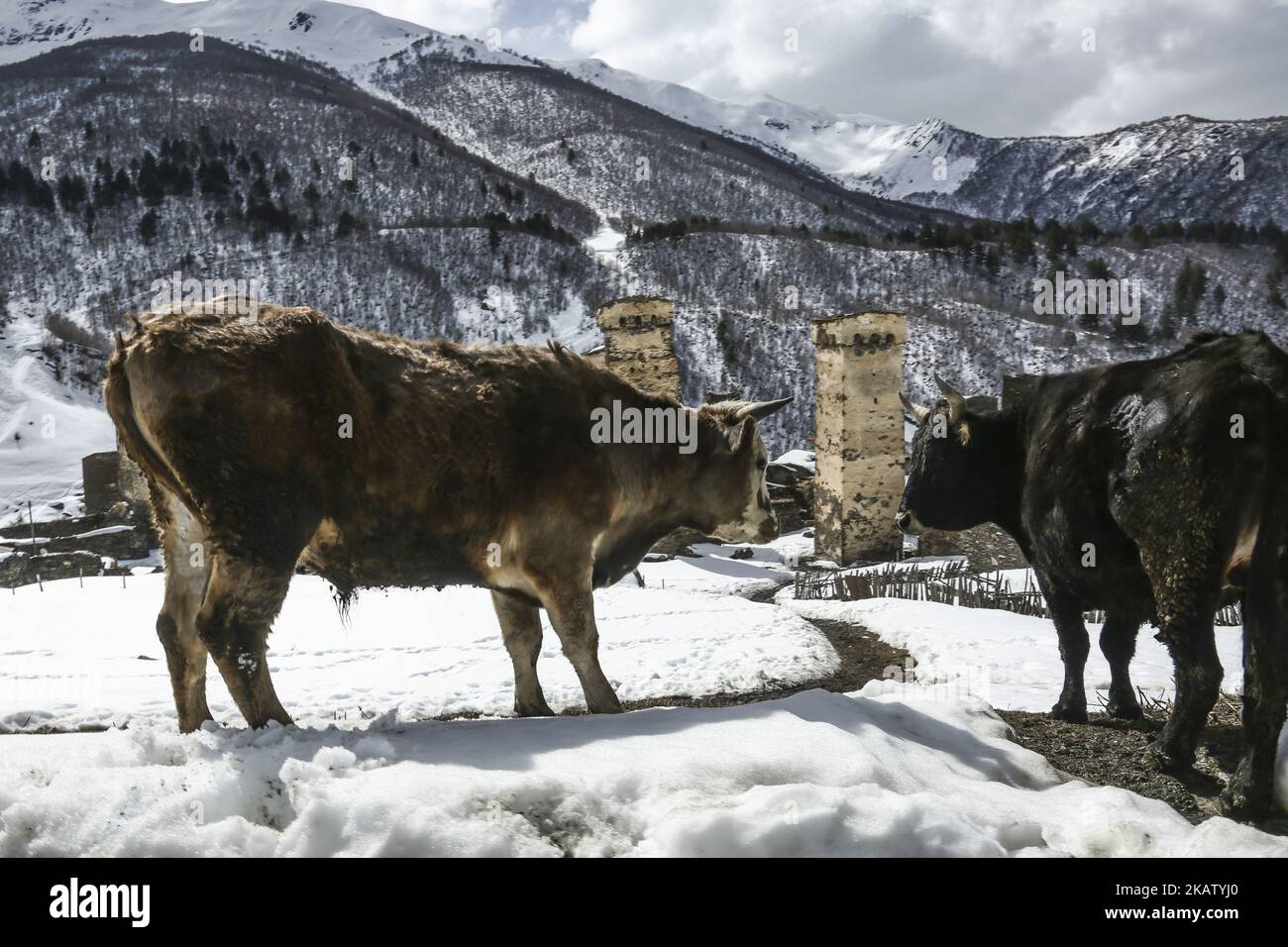 Snow covered Ushguli village at the foot of Mt. Shkhara in Georgia ...