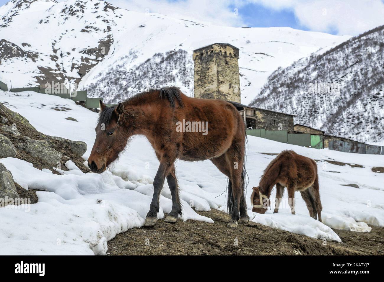 Snow covered Ushguli village at the foot of Mt. Shkhara in Georgia ...