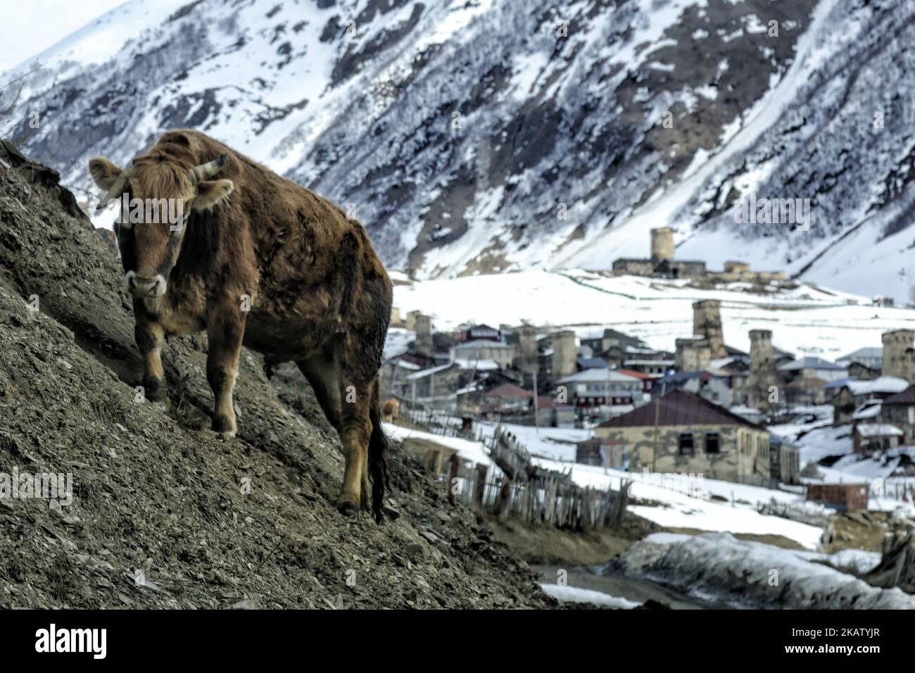 Snow covered Ushguli village at the foot of Mt. Shkhara in Georgia ...