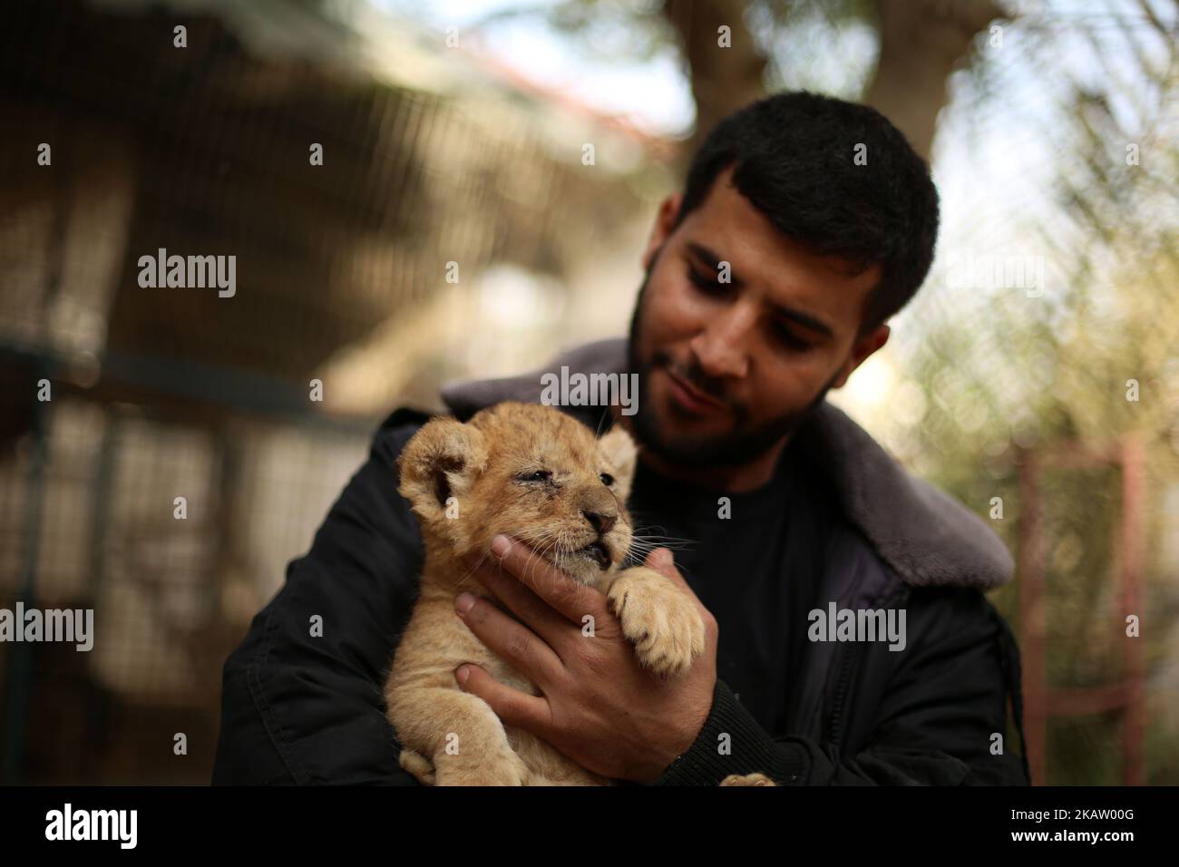 A Palestinian man plays with lion cubs at a zoo in Rafah, in the ...