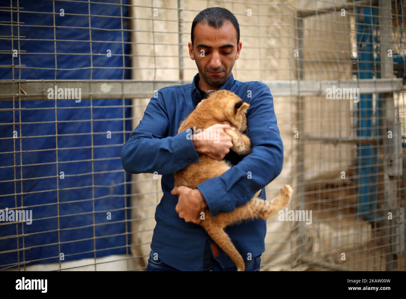 A Palestinian man plays with lion cubs at a zoo in Rafah, in the ...
