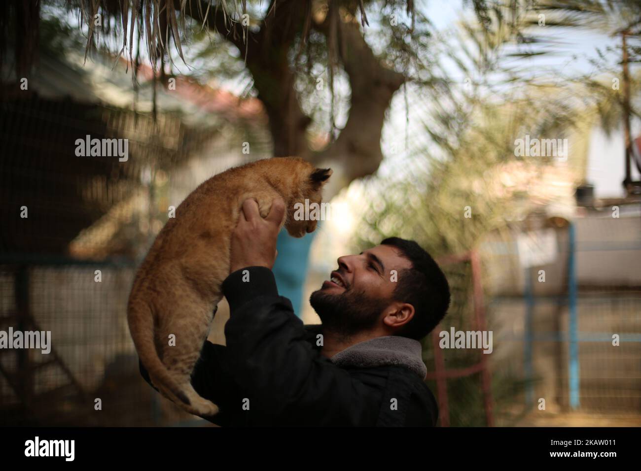 A Palestinian man plays with lion cubs at a zoo in Rafah, in the ...
