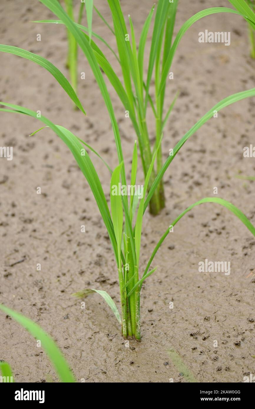 A vertical shot of rice crops in the mud Stock Photo - Alamy