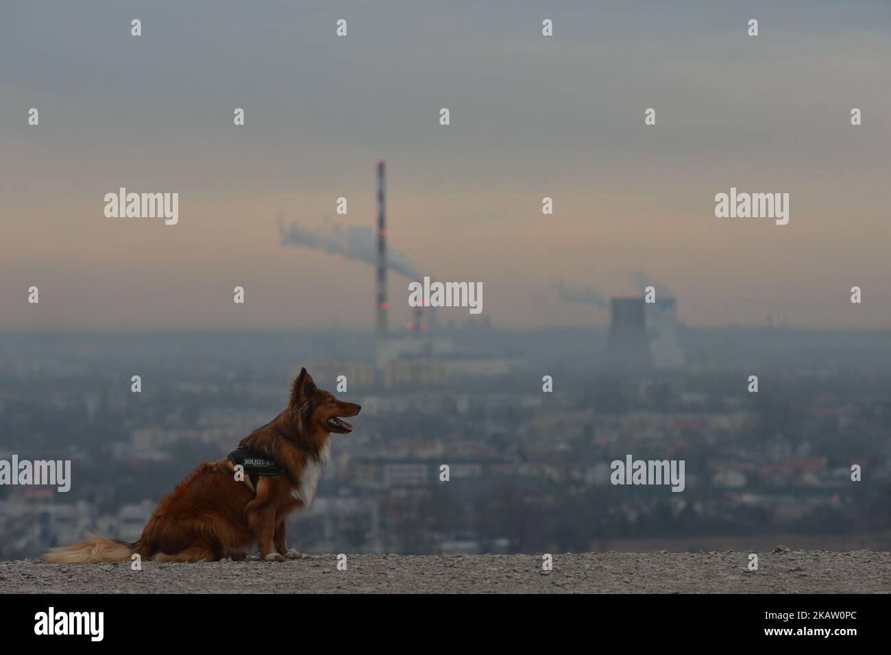 A dog seats at the top of Krakus Mound with a background view over Nowa ...