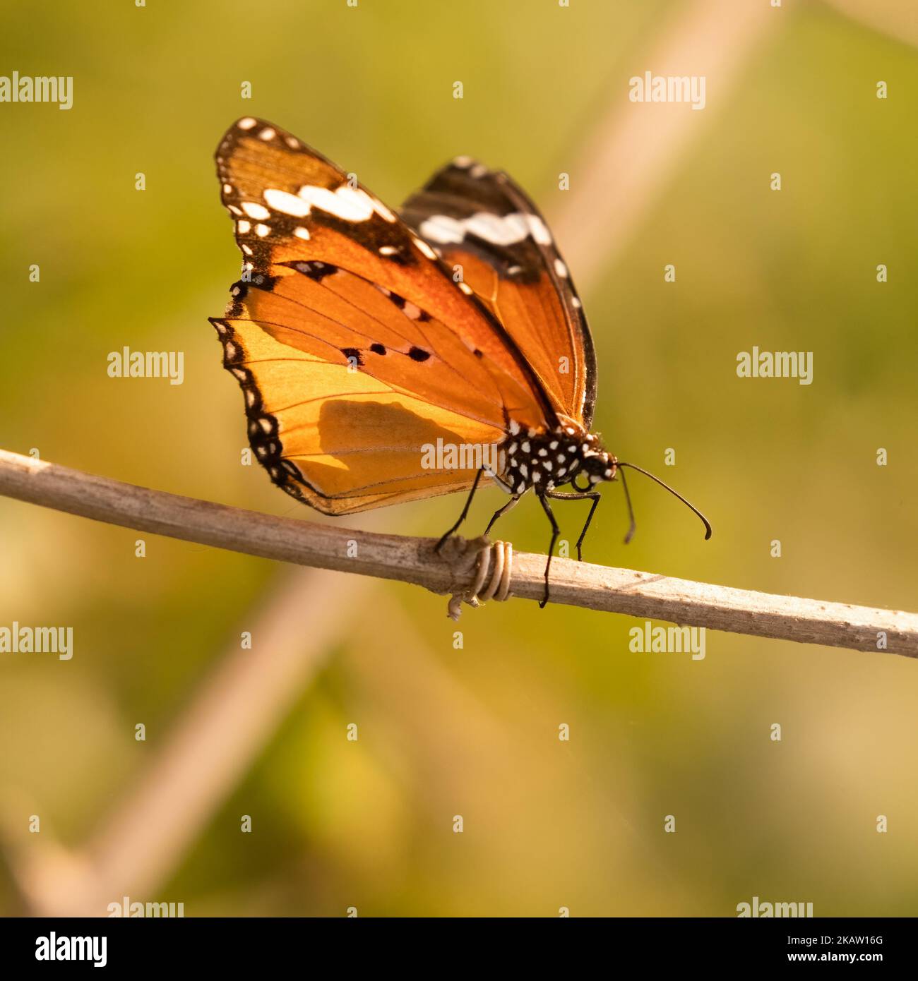A Plain Tiger sitting on a bamboo Stock Photo - Alamy