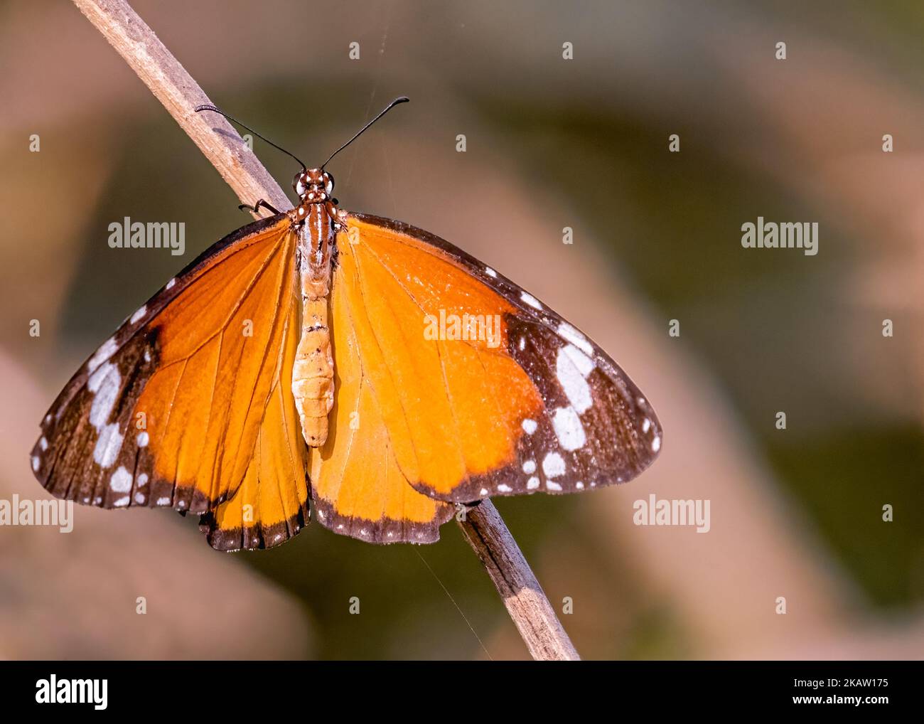 A Plain Tiger butterfly sitting Stock Photo - Alamy