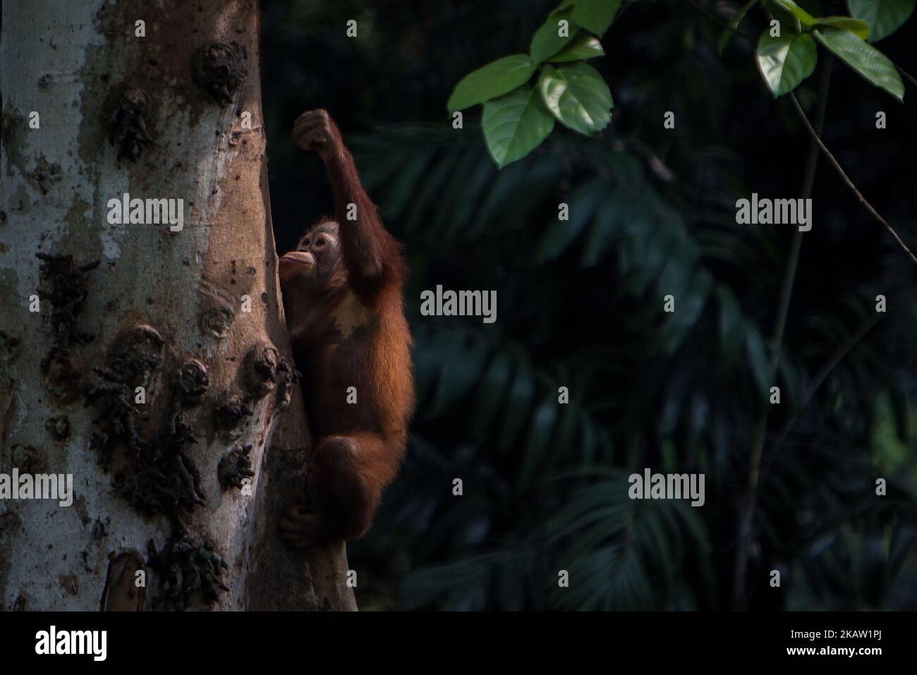 Ora 03 hi-res stock photography and images - Alamy