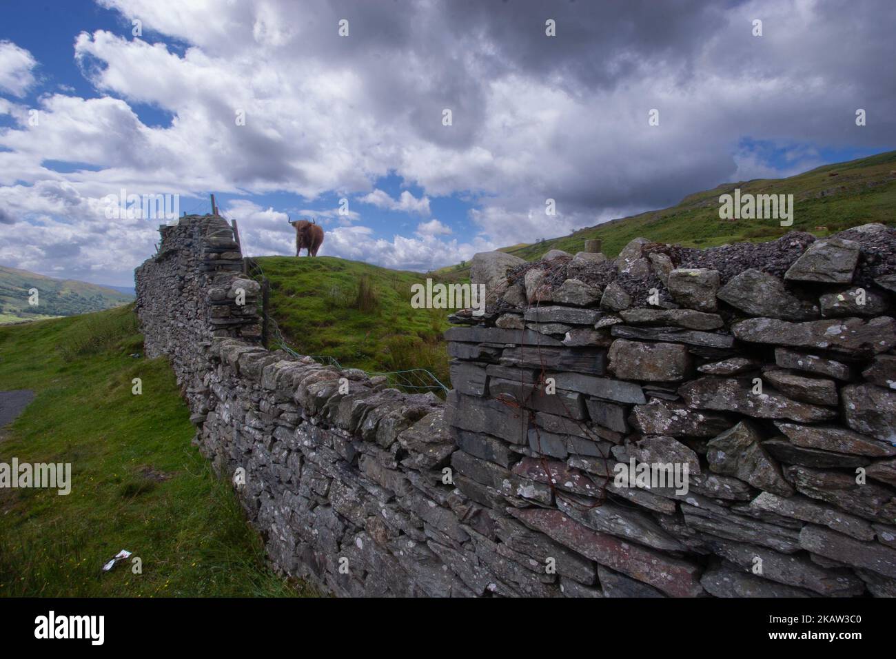 Highland Cow, cattle in field near Kirkstone pass with dry stone wall ...