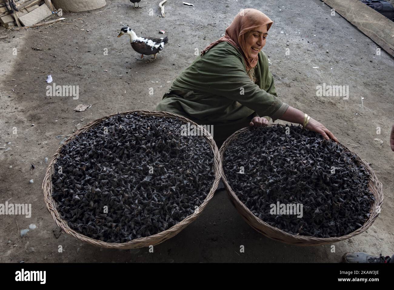 A Kashmiri woman lift water chestnuts from a wicker basket before ...