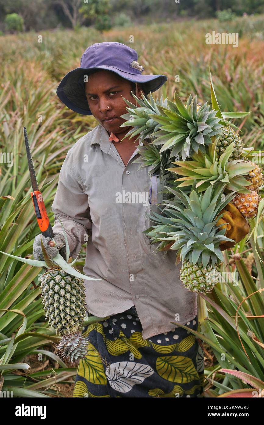 Sri lankan agri hi-res stock photography and images - Alamy