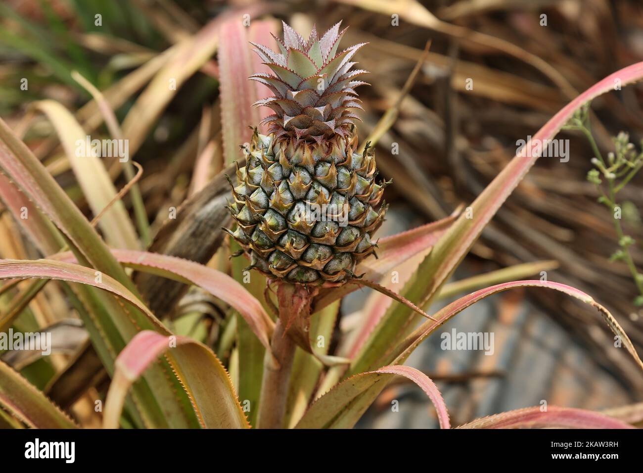 Areas dynamic hi-res stock photography and images - Alamy