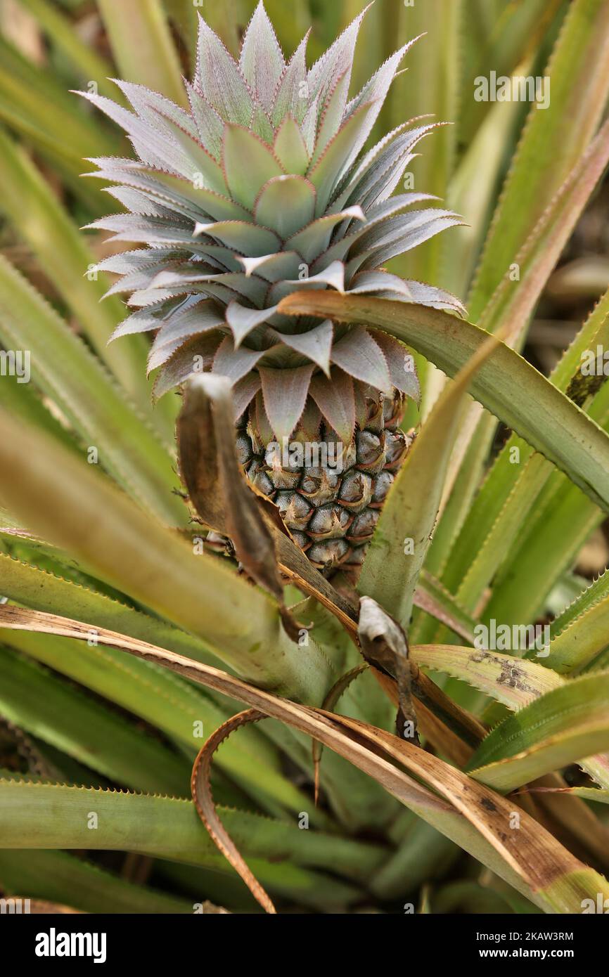 Agrilanka hi-res stock photography and images - Alamy