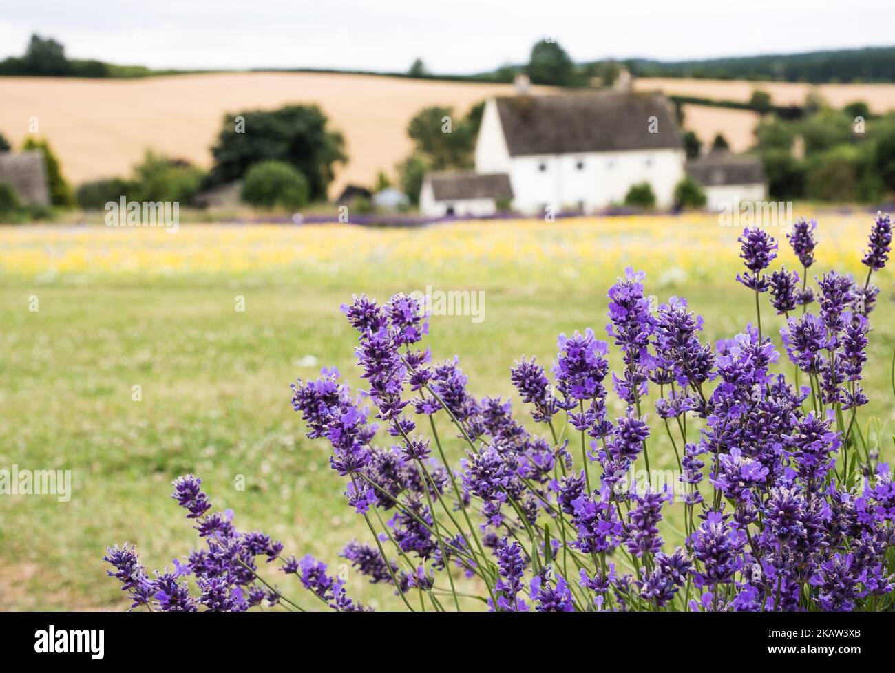 Cotswold lavender fields and wild flower meadows at Snowshill in ...