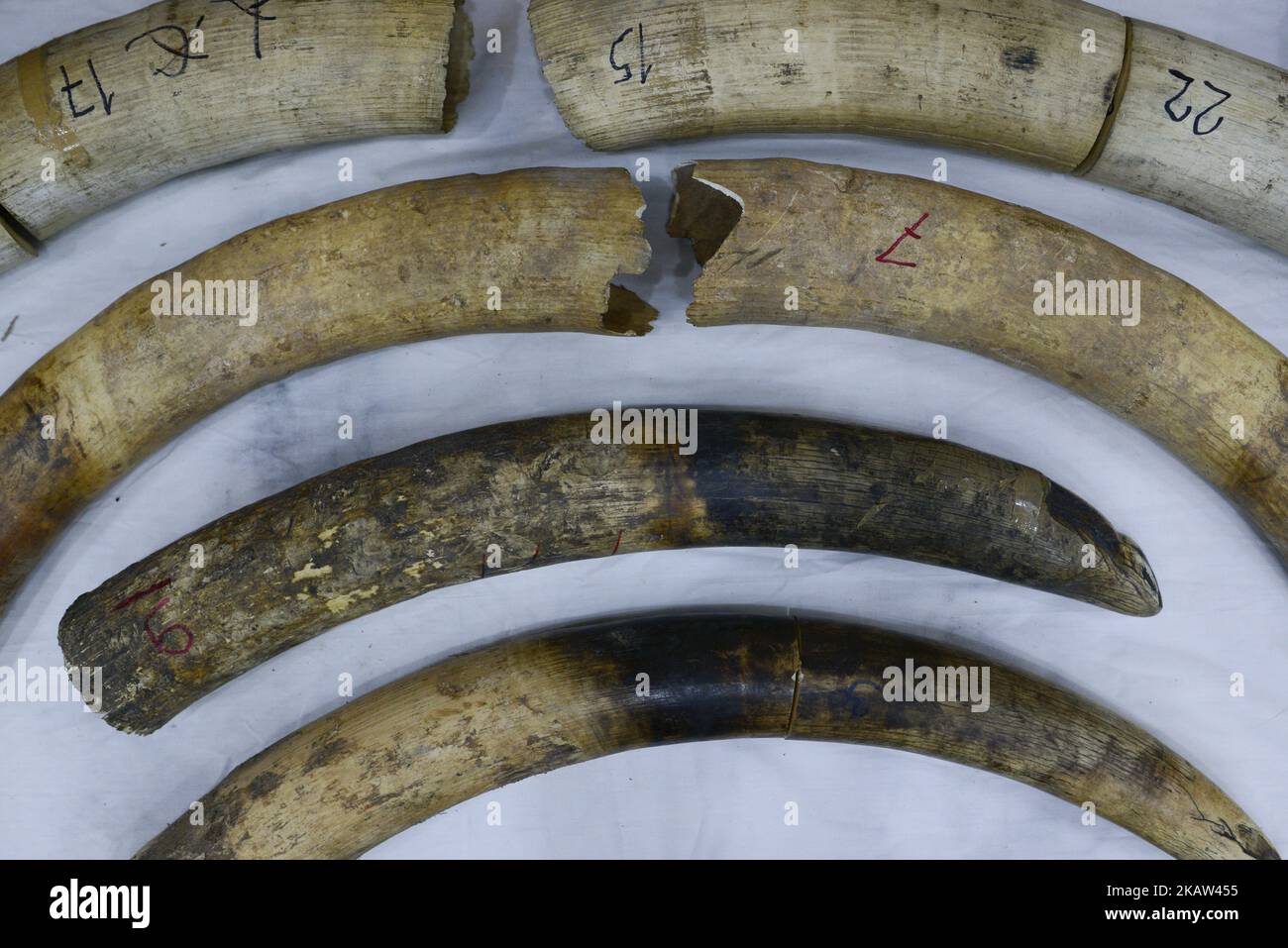 See seized ivory hi-res stock photography and images - Alamy