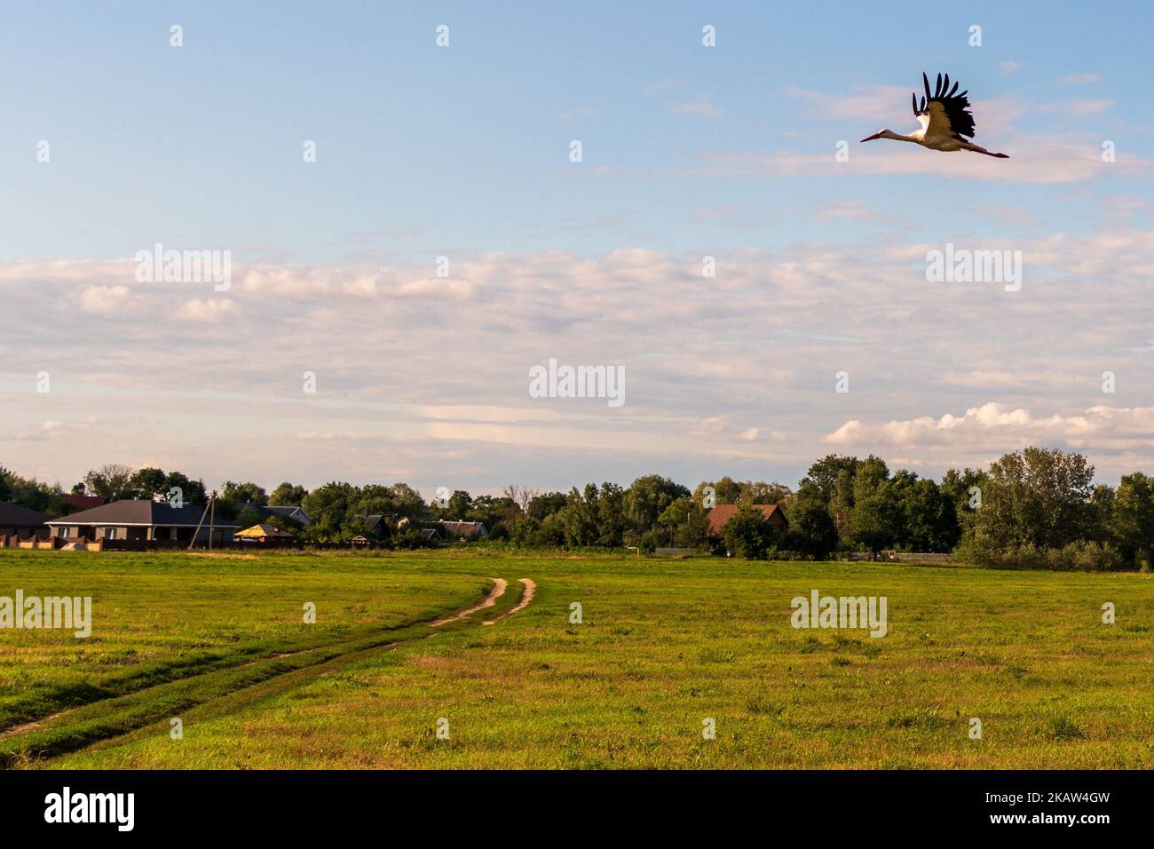A countryside landscape covered with grass in Belarus with a stork ...