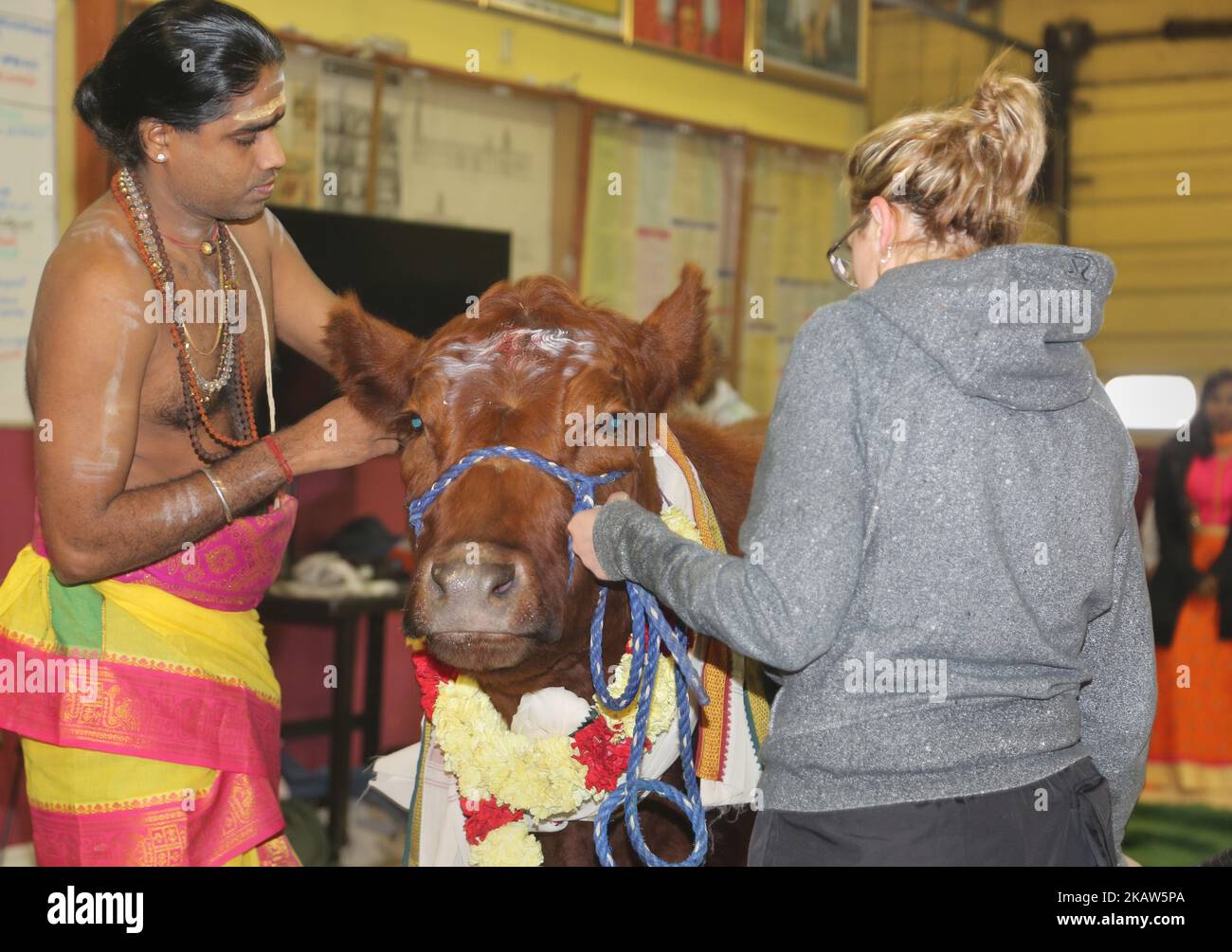 Indian worshiping cow hi-res stock photography and images - Alamy