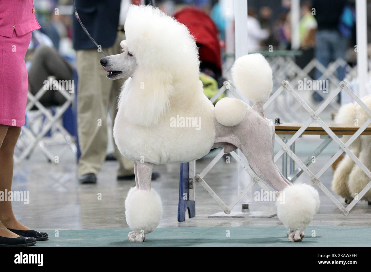 Dog breeds showcase hi-res stock photography and images - Alamy