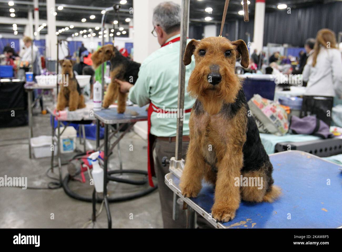 Dog breeds showcase hi-res stock photography and images - Alamy