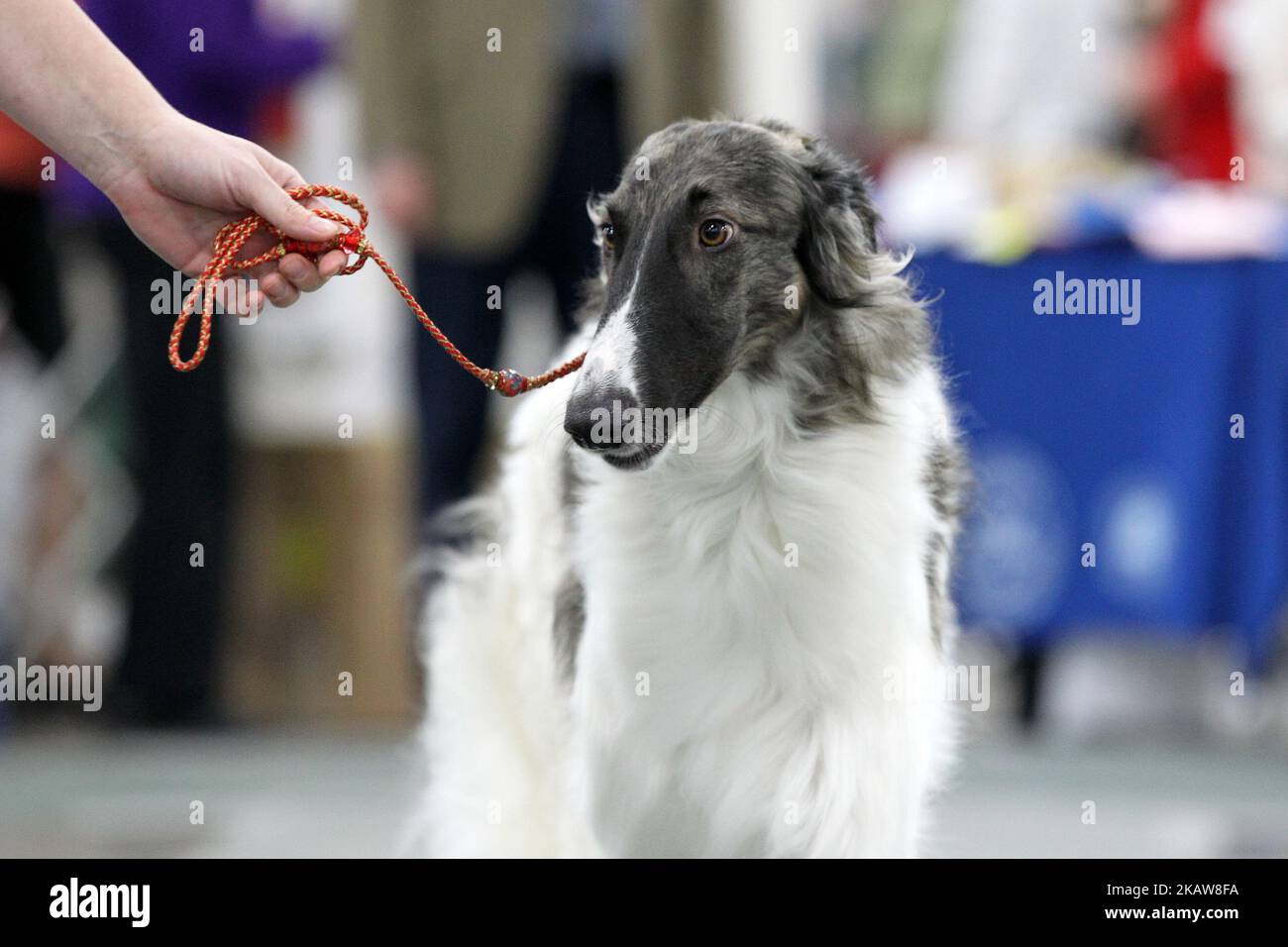 Dog breeds showcase hi-res stock photography and images - Alamy