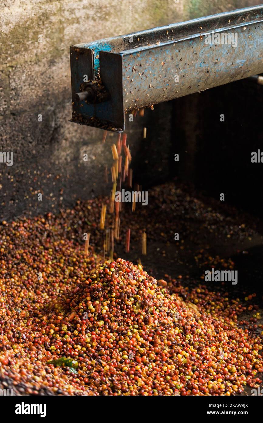 A vertical shot of empty coffee cherries falling in a pile after the ...