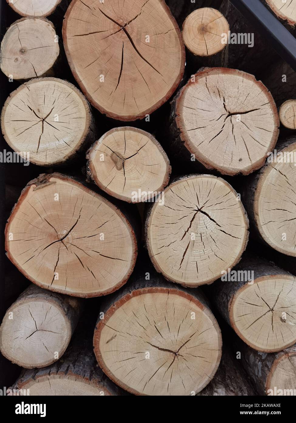 Pith tree hi-res stock photography and images - Alamy