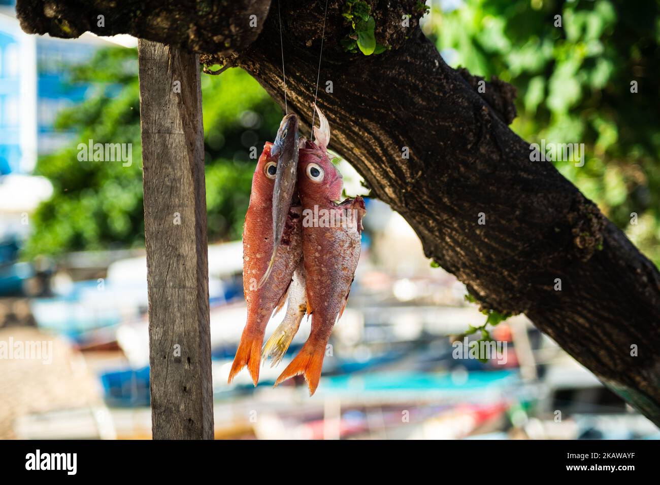 Fish hanging from a tree hi-res stock photography and images - Alamy