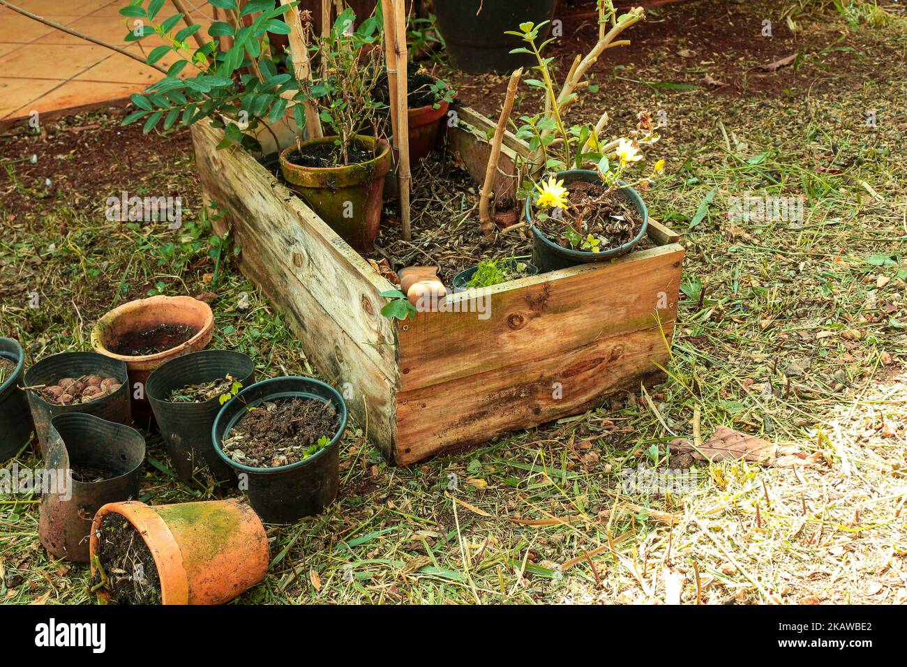 Clay balls and plant hi-res stock photography and images - Alamy