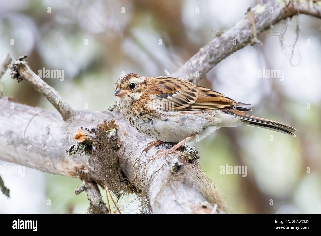 Male lapland bunting hi-res stock photography and images - Alamy