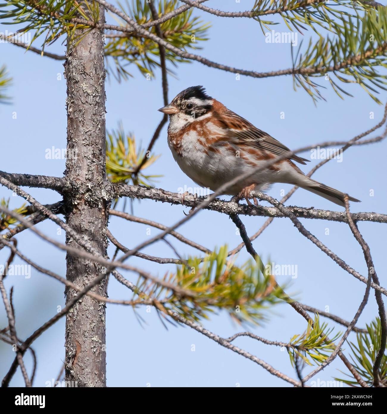 Male lapland bunting hi-res stock photography and images - Alamy