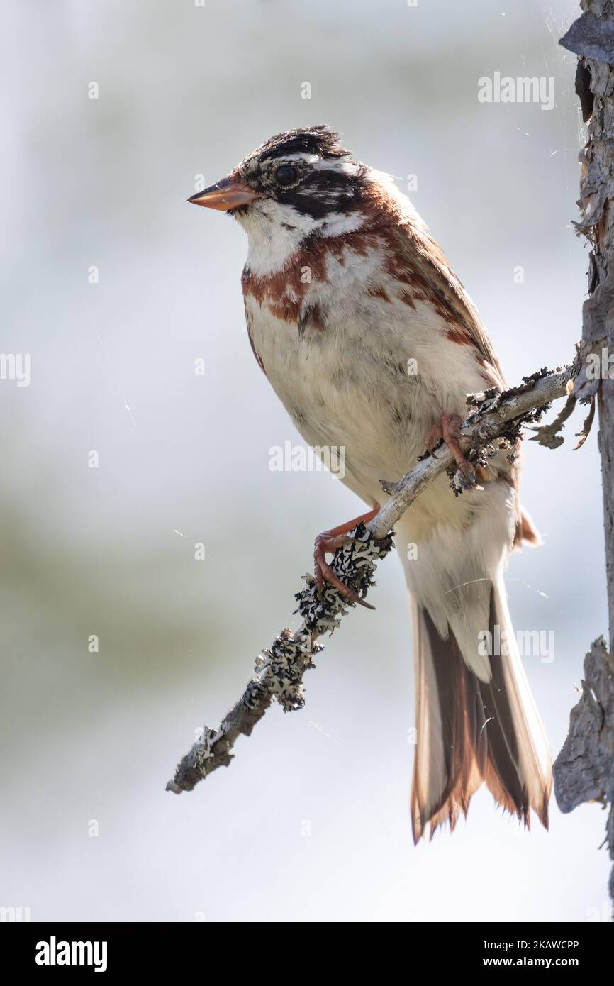 Male lapland bunting hi-res stock photography and images - Alamy