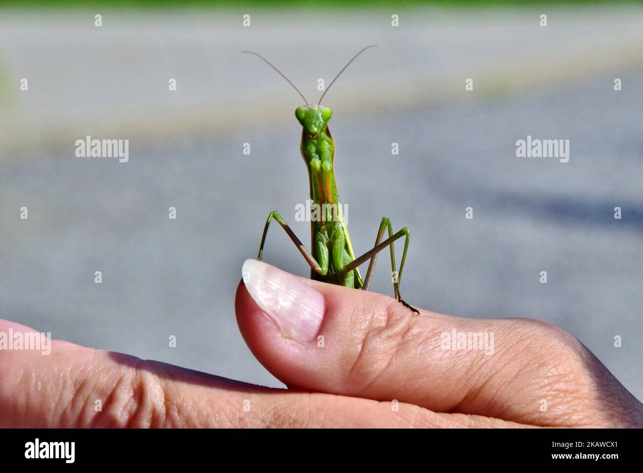 A closeup shot of a European mantis on a human hand Stock Photo - Alamy