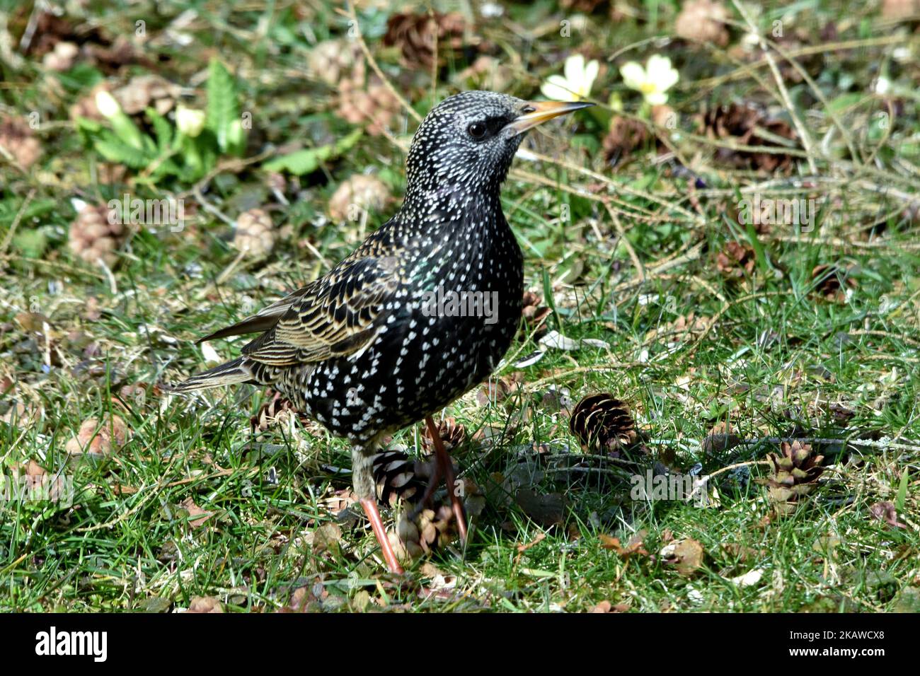 A closeup portrait of a beautiful starling in daylight Stock Photo - Alamy